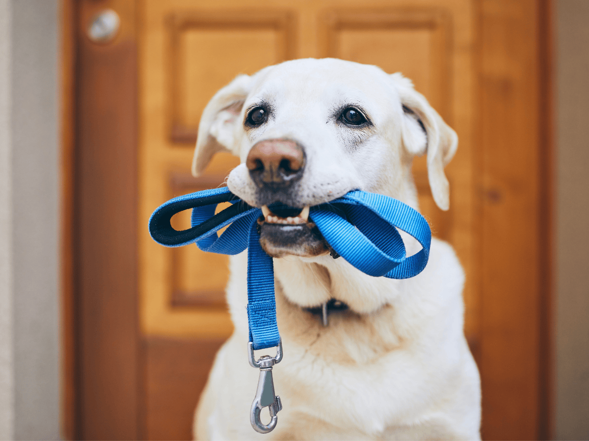 Leash Laws & Dog Bite Prevention | Eugene Bruno & Associates